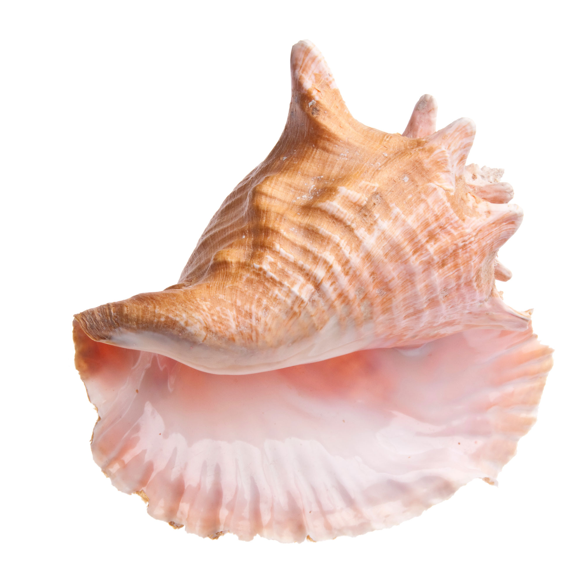 Perles de Conque - France Perles