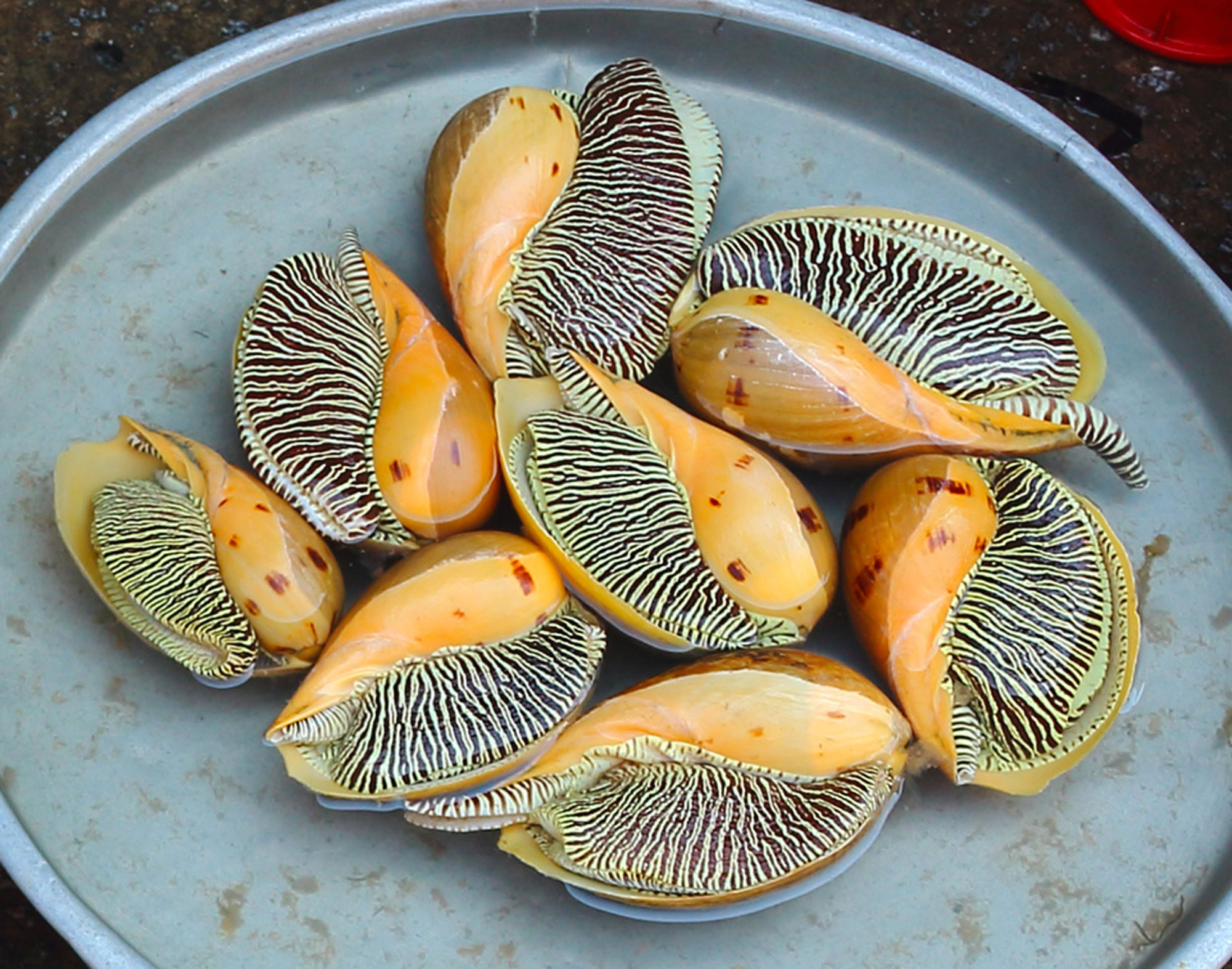 Perles de Melo - France Perles